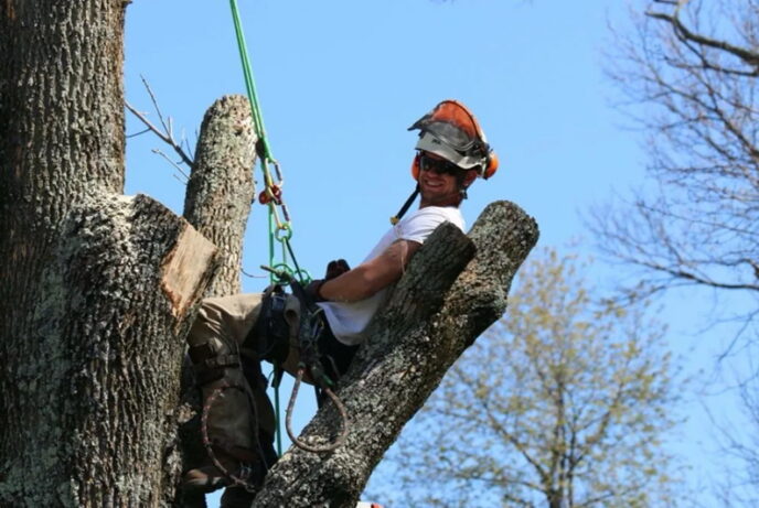 How Expert Tree Services Prevent Hazards And Promote Health - The Baronton
