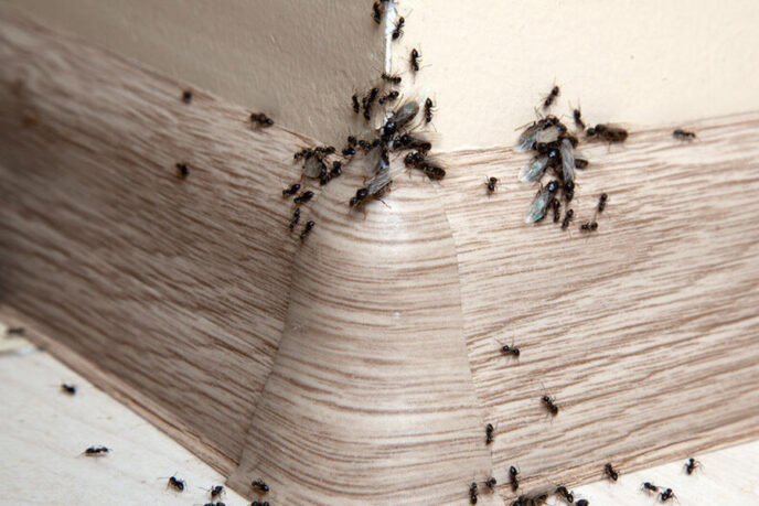 How to Identify Different Types of Pest Infestations Early - The Baronton